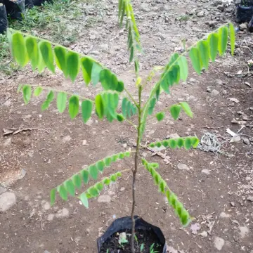 Sketsa Pohon Belimbing