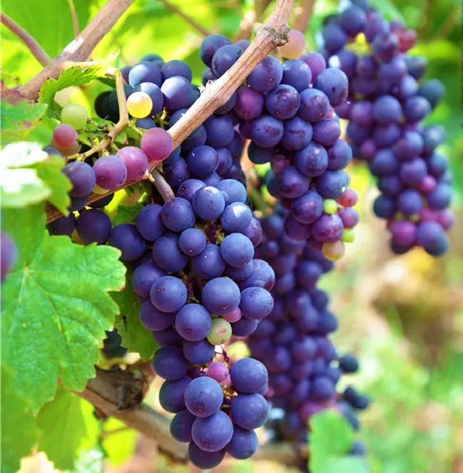 Dwarf Grape Seeds Sweet Fruit Tree Seeds for Planting50 seeds (not live ...