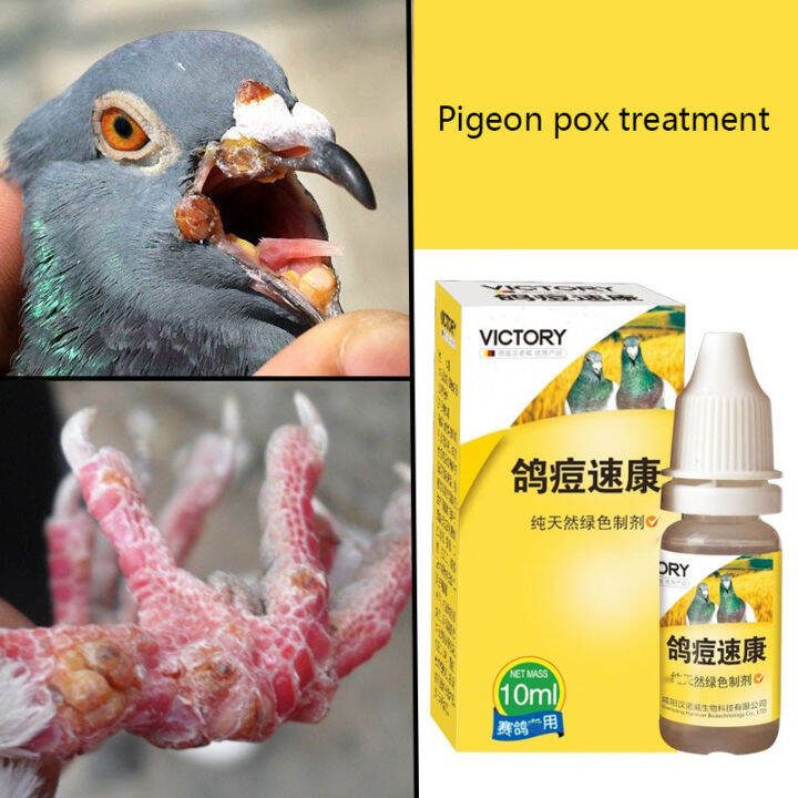 Pigeon Pox Sukang Pigeon Pox Treatment Pigeon Nutritional Supplements ...