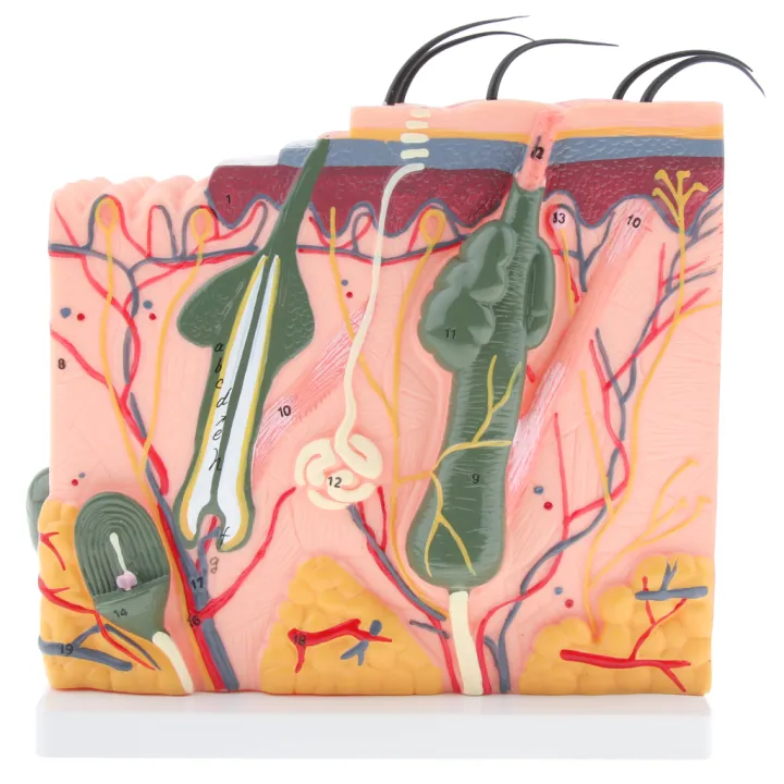 Moon Riverr HUMAN SKIN BLOCK with HAIR ANATOMY MODELS MAGNIFY ...