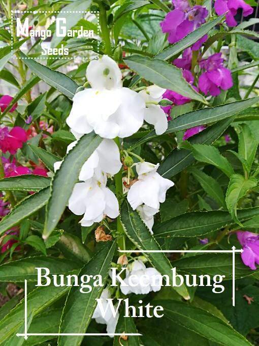 Benih Bunga Keembung White - 20 Biji (Impatiens Balsamina) *Pot ...