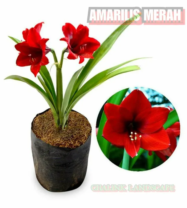 bunga amarilis merah / tanaman bunga bakung / bunga amarilis | Lazada ...