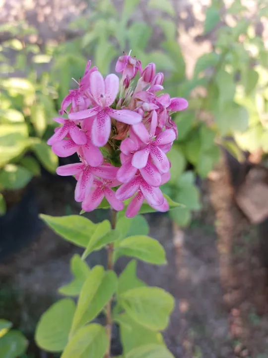 Ruspolia Pink (included pot, pebbles and soil) | Lazada PH