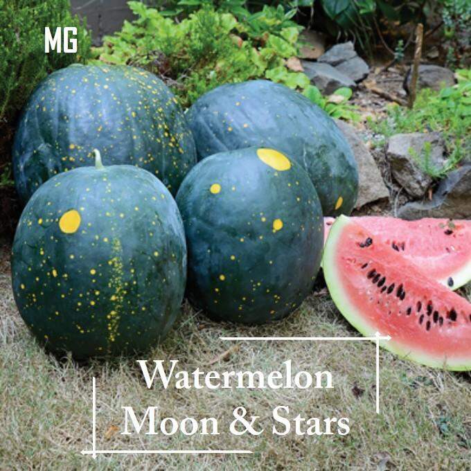 *Super Rare* Watermelon Moon & Stars Seeds - 10 seed Bulan & Bintang ...