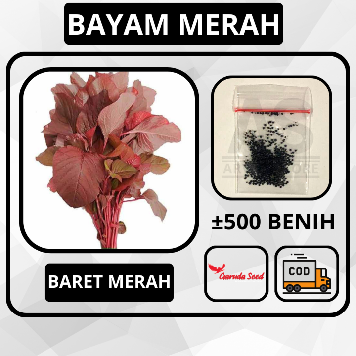 ±500 Butir - Benih Bayam Merah BARET MERAH Bibit Sayuran Tanaman ...