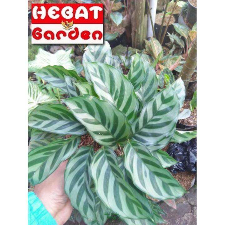 Tanaman maranta Calathea freddie | Lazada Indonesia