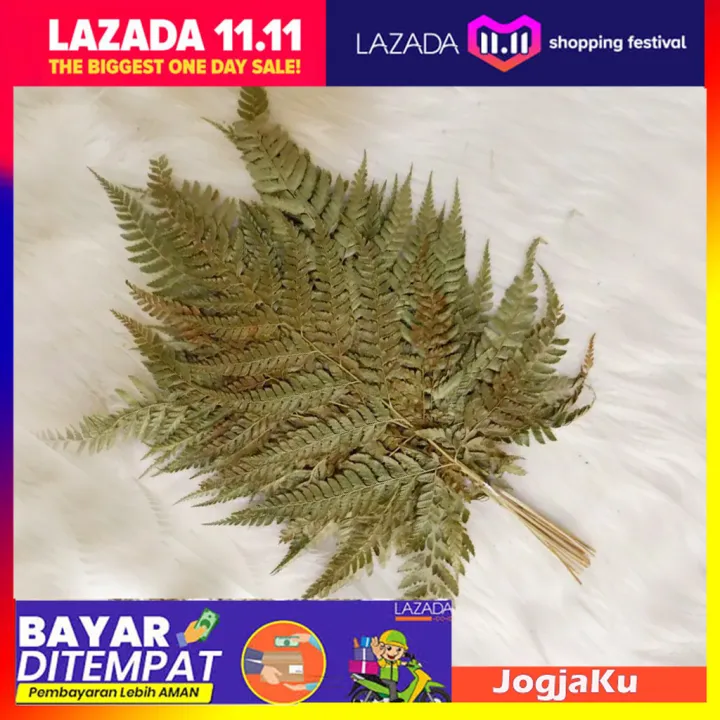 DAUN PAKIS KERING UNTUK BUKET BUNGA, SOUVENIR, HIASAN, INTERIOR RUMAH ...