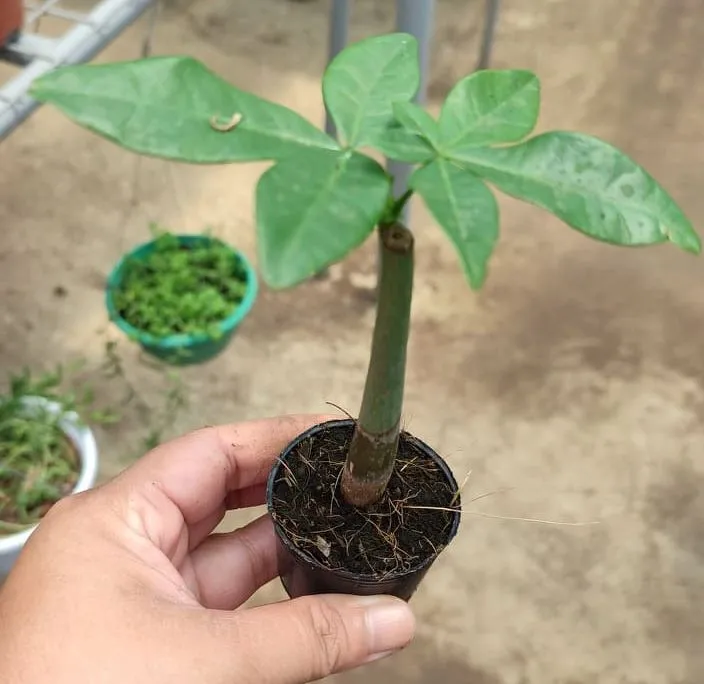 Dwarf Money Tree with FREE white plastic pot, pebbles and garden soil ...