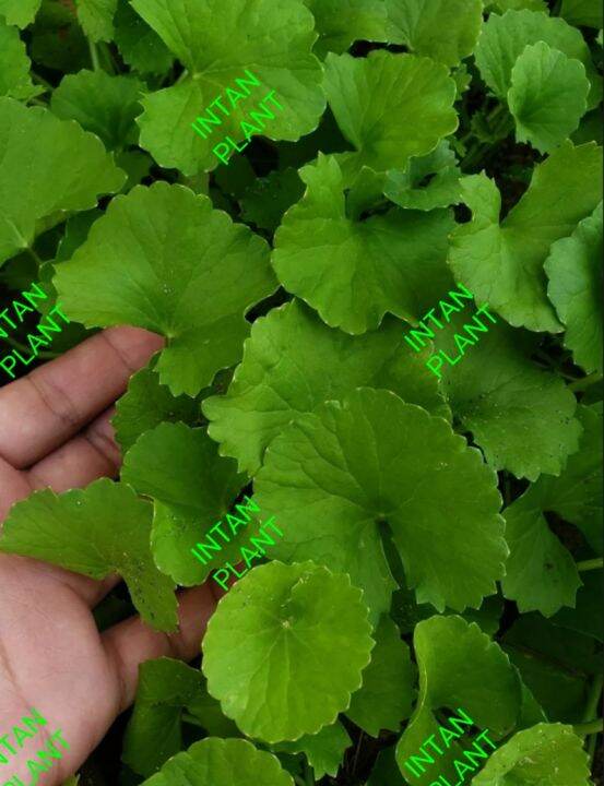 POKOK HIDUP PEGAGA ULAM GOTU KOLA TANAM DALAM POLYBAG / PENNYWORT ...
