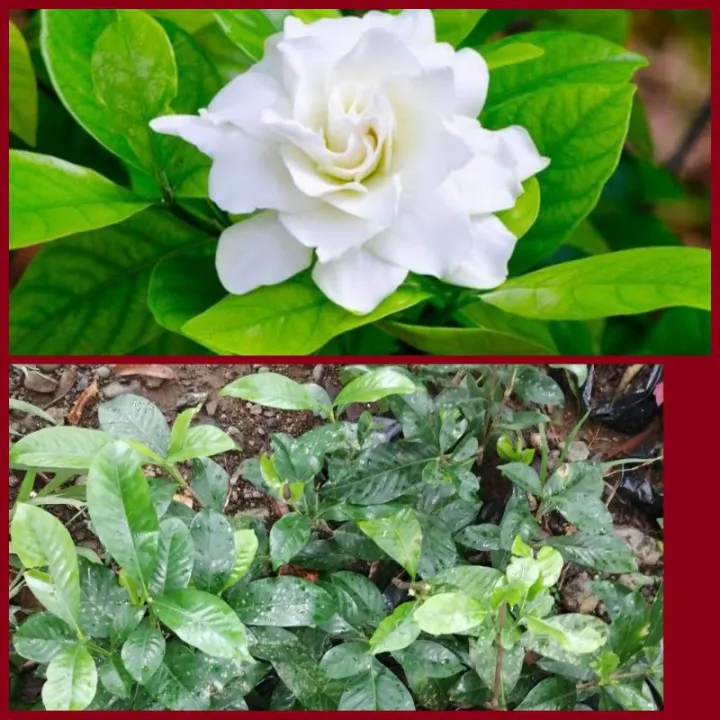 rosal plants cuttings 10pcs | Lazada PH