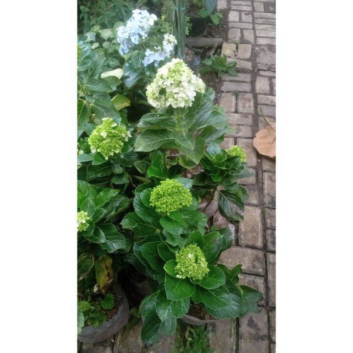 Bibit Bunga Panca warna | Lazada Indonesia