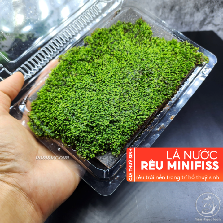 Rêu Mini fiss Lá Nước || Rêu Minifiss Lá Nước Trải Nền Bể Cá Thuỷ Sinh ...