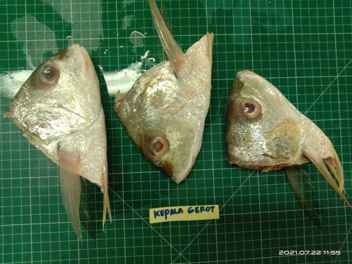 Kepala Ikan Gerot 1 Kg - 22 Seafood | Lazada Indonesia