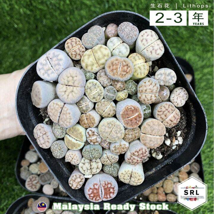 Lithops Live Plant Mixed Lithops 彩色屁屁生石花 (9cm pot) | Lazada