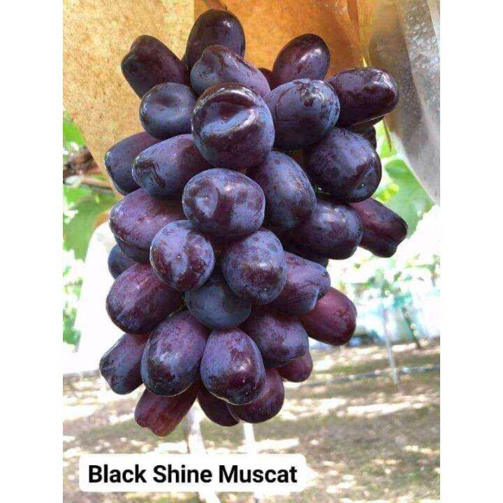 Bibit Anggur Import Black Shine Muscat Garansi Valid 100% | Lazada ...