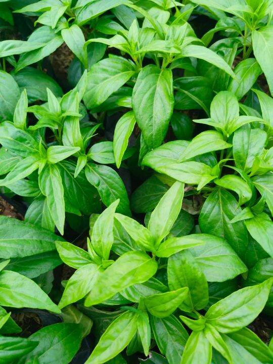 Serpentina (Herb Plant) with FREE garden loam soil, plastic pot and ...