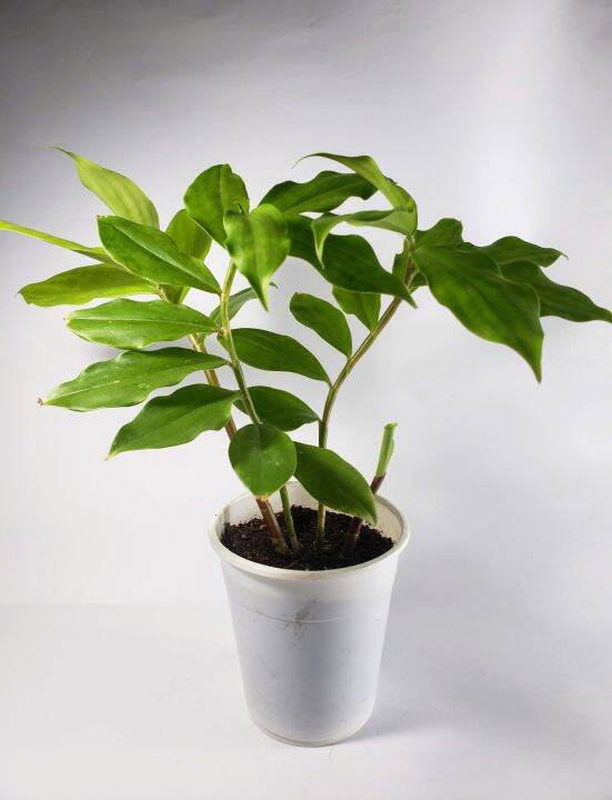 Insulin Plant Live Lazada Ph