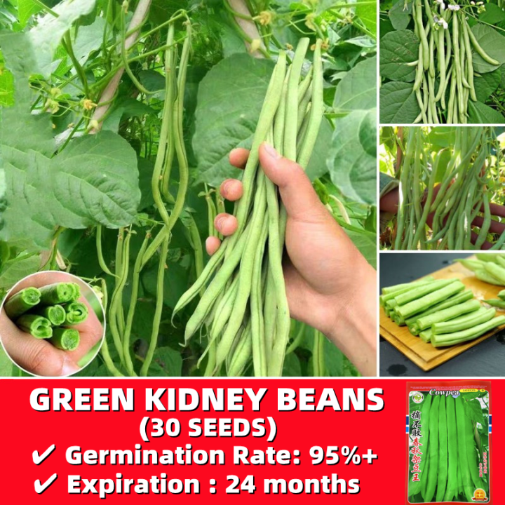Organic Seeds Easy To Grow In Philippines - 30 Seeds High Yield Green ...