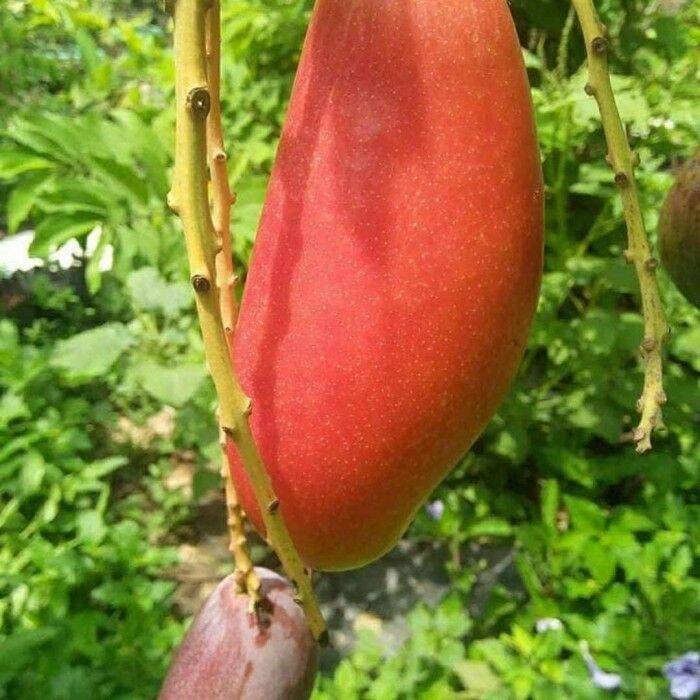 Bibit Tanaman Buah Mangga Red Emperor-Pohon Mangga Red Emperor Taiwan ...