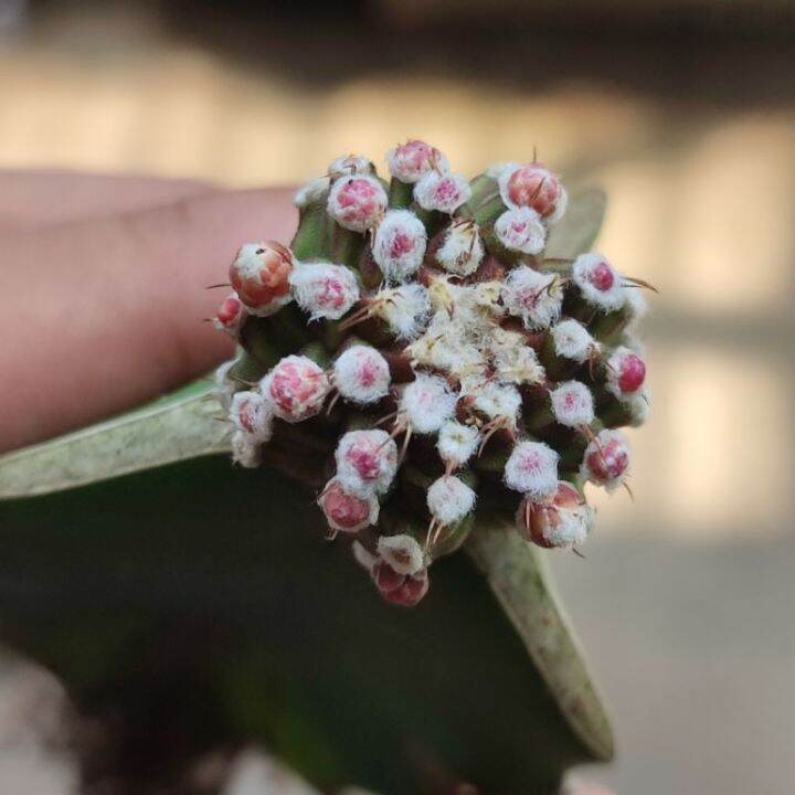 Kaktus Gymno Inermis Grafting | Lazada Indonesia