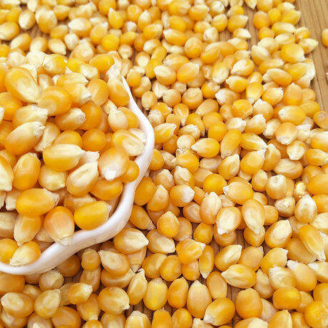 QUALITY POPCORN RAW 500 GRAMS | Lazada PH