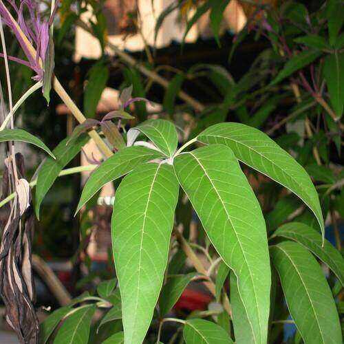 MM- Vitex Trifolia var negundo simpleleaf chastetree plant sapling ...