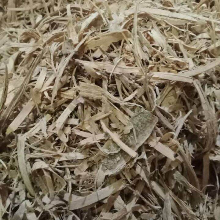 Doro Putih Kayu Ular Bidara Laut Kering Rempah Jamu Herbal Tradisional ...