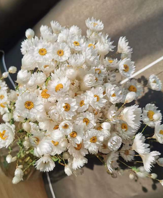Dried flower | Egg Aster | Daisy Dried Flower | Vase Arrangement (SOLD ...