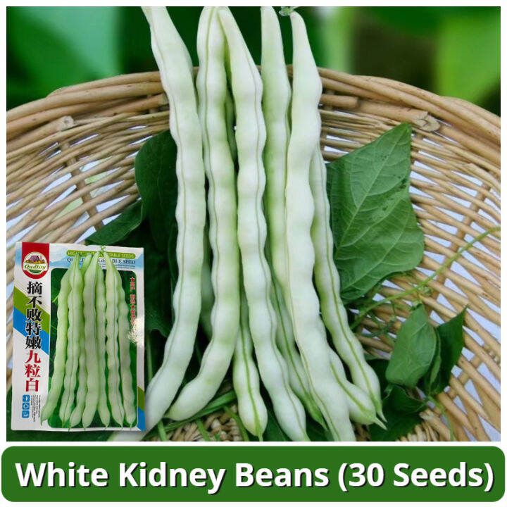 High Yield White Kidney Beans Seeds (30 Seed) F1 Hybrid Beans Seeds for ...