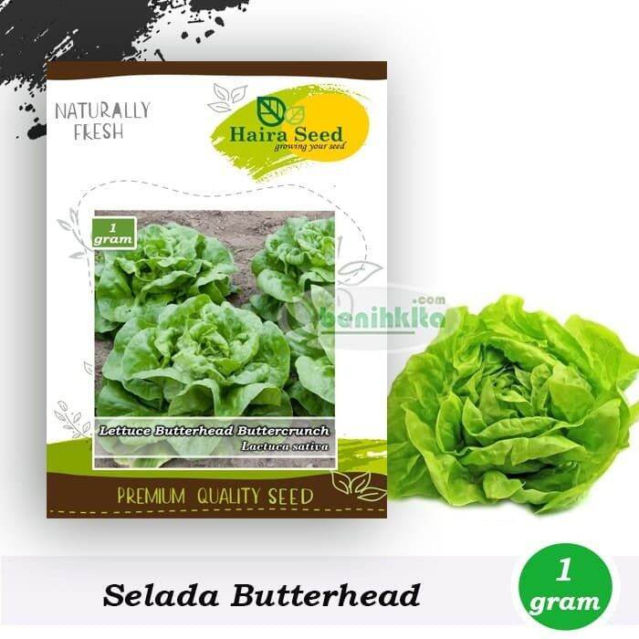 Benih Selada erhead ercrunch Original Haira Seed Salad Lettuce | Lazada ...
