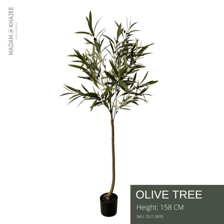 Olive Tree - Height 158 cm ต้นมะกอก ความสูง 155 ซม.ต้นไม้ปลอมเกรดพรีเมี ...