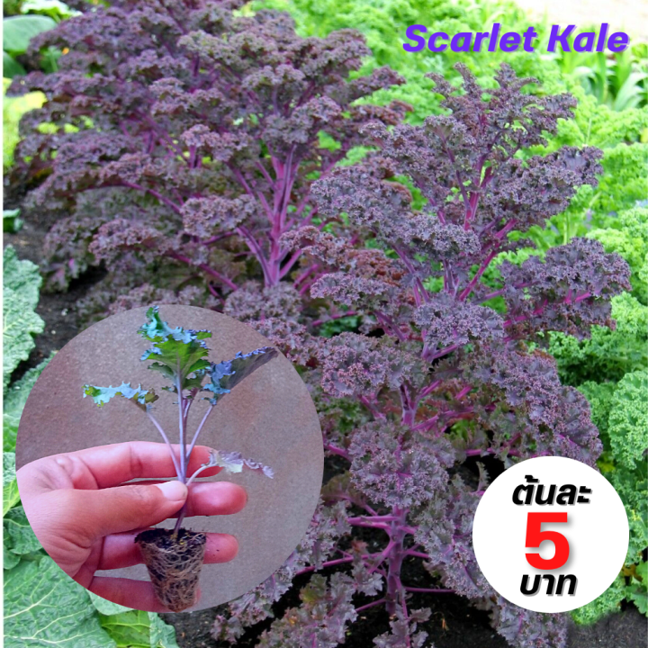 ต้นกล้า เคลสการ์เลต เคลสีม่วง Scarlet Kale 10 ต้น🌱🌱 | Lazada.co.th