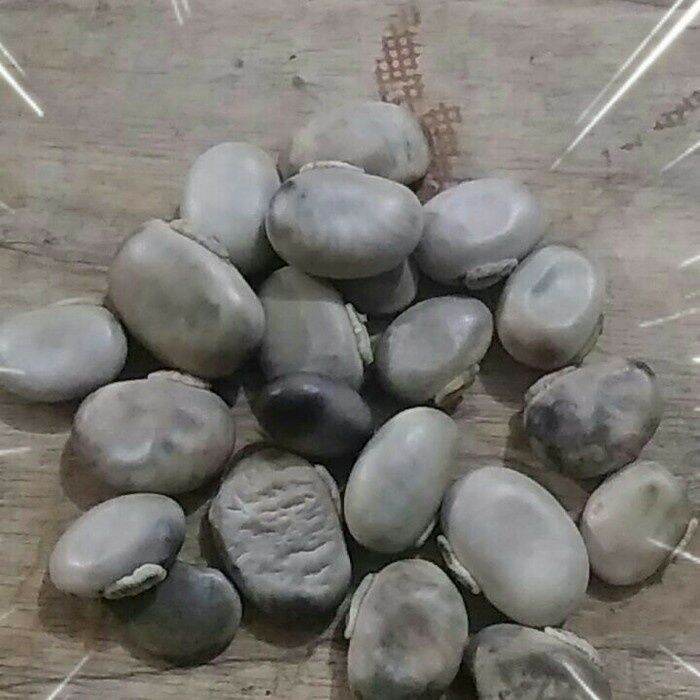 Bubuk Kacang Koro Benguk / Mucuna pruriens 1kg | Lazada Indonesia