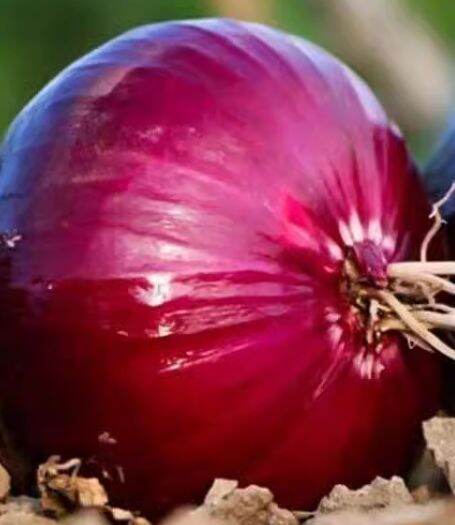 Crispy sweet fruit onion seeds Extra large purple red onion seeds early ...