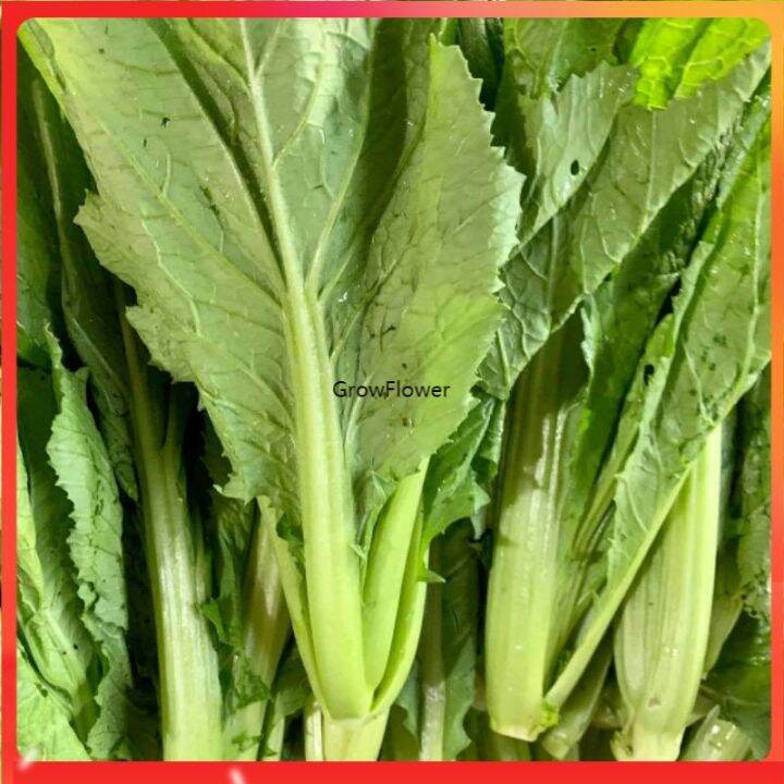 50 Seeds (buy 2 get 1 free) Mustasa Vegetables for Sale Easy To ...