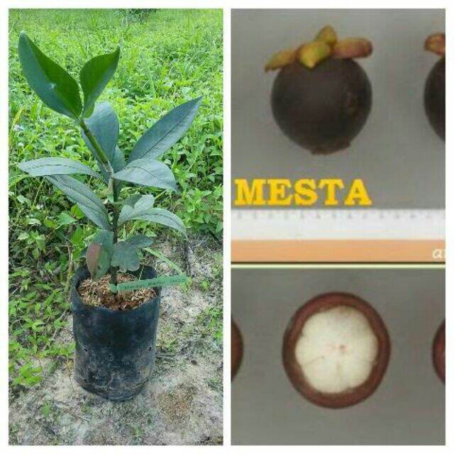Pokok Hidup Manggis Mesta | Lazada