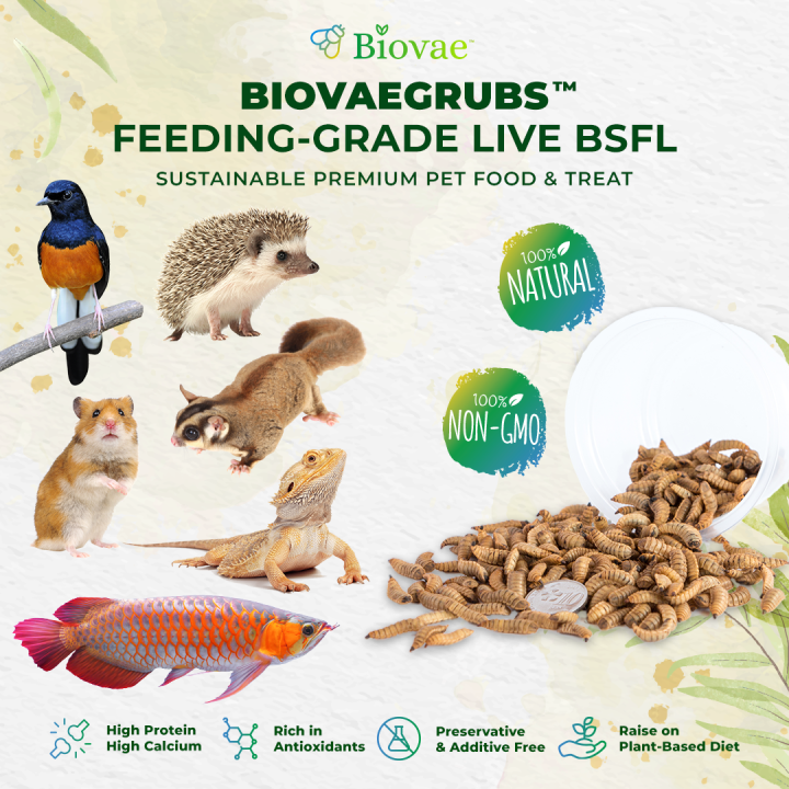 [Ready Stock] 70g Live Black Soldier Fly Larvae (BSFL) | Premium Pet ...