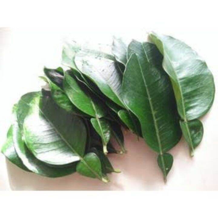 Organic Suha / Pomelo Leaves Fresh Leaves ( 50 grams) | Lazada PH