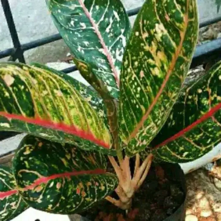 bunga aglonema dona carmen bunga hidup aglo murah tanaman hias | Lazada ...