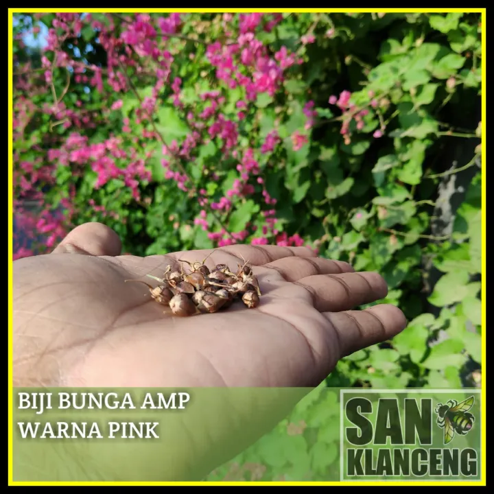 BIJI BUNGA AIR MATA PENGANTIN / BIJI BUNGA AMP / BENIH BUNGA ANTIGONON ...