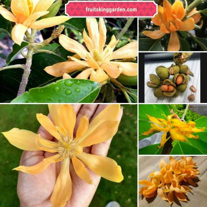 Anak Pokok Cempaka Kuning Wang | Lazada