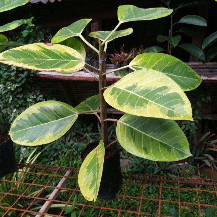 Lemon lime rubber plant tree | Lazada PH