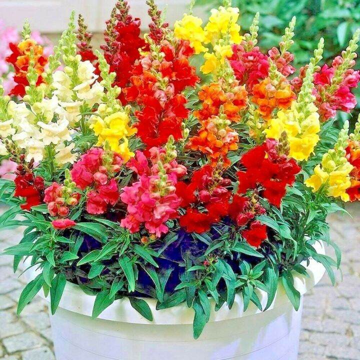 ISI PAKET : 20 Benih Bunga Snapdragon Tetra Mix Warna Bibit Tanaman ...