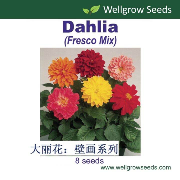 Flower Seeds: Dahlia Fresco Mix 50 seeds (not live plants) | Lazada