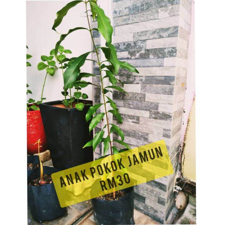 Anak pokok jamun/Keriang dot/Pokok Jambu Arang/ Malabar plum/Java plum ...
