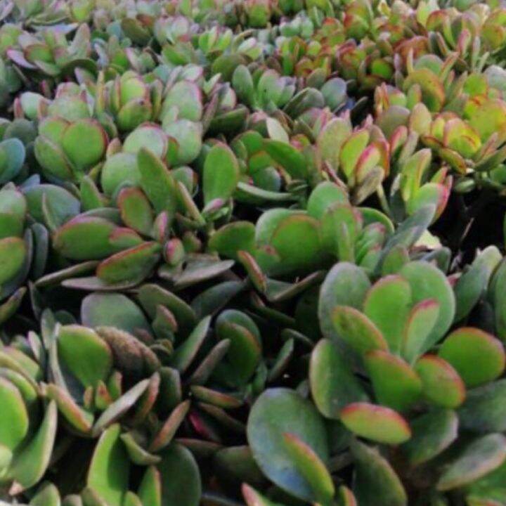 Jade Plant Asian Money Tree | Lazada PH