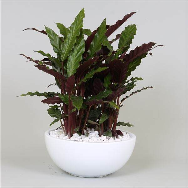 Calathea Plant Rufibarba ‘Tropistar’ Live Plant with FREE plastic pot ...