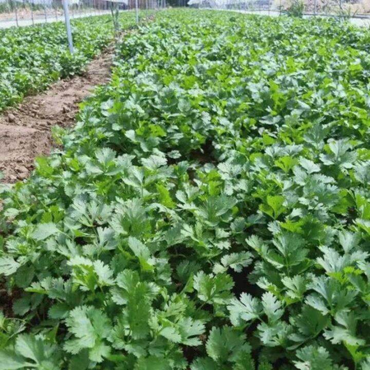 Organic Coriander Seeds Chinese Parsley/Cilantro Seeds Vegetable Seeds for Planting Benih Sayur ...