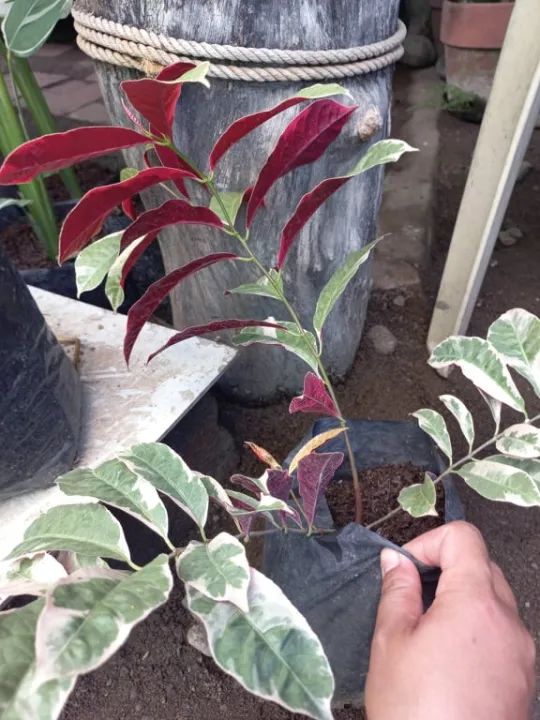 Picara - rooted - indoor outdoor plant- real or live plant | Lazada PH