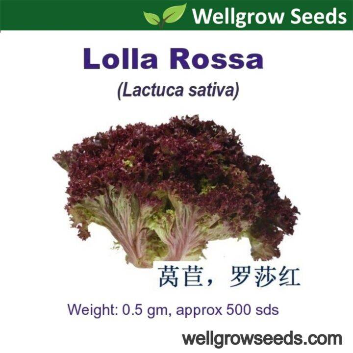 Lettuce Lolla Rossa (0.5gm, Approx 500 sds) Vegetable Seeds Wellgrow ...